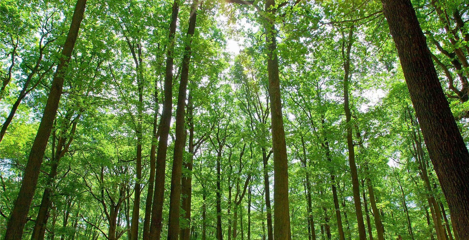 Environmental Assessment Studies.